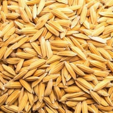 NELLU (PADDY) 25KG